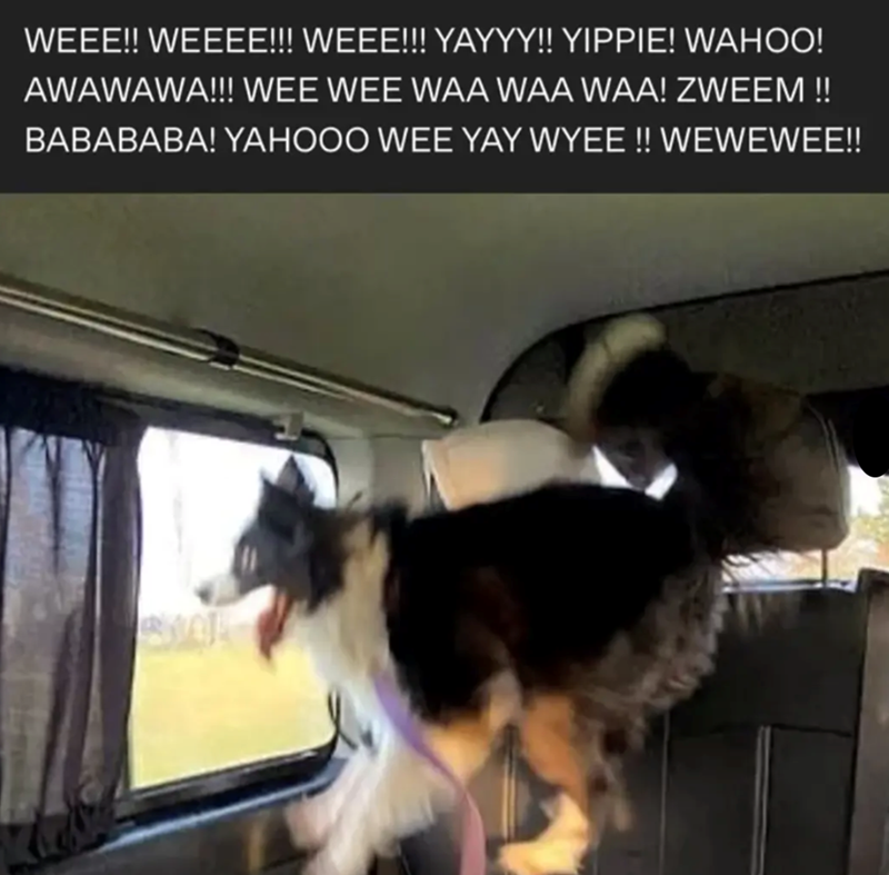 'Good boys get good memes': 21 dog memes to fill your morning cup with ...