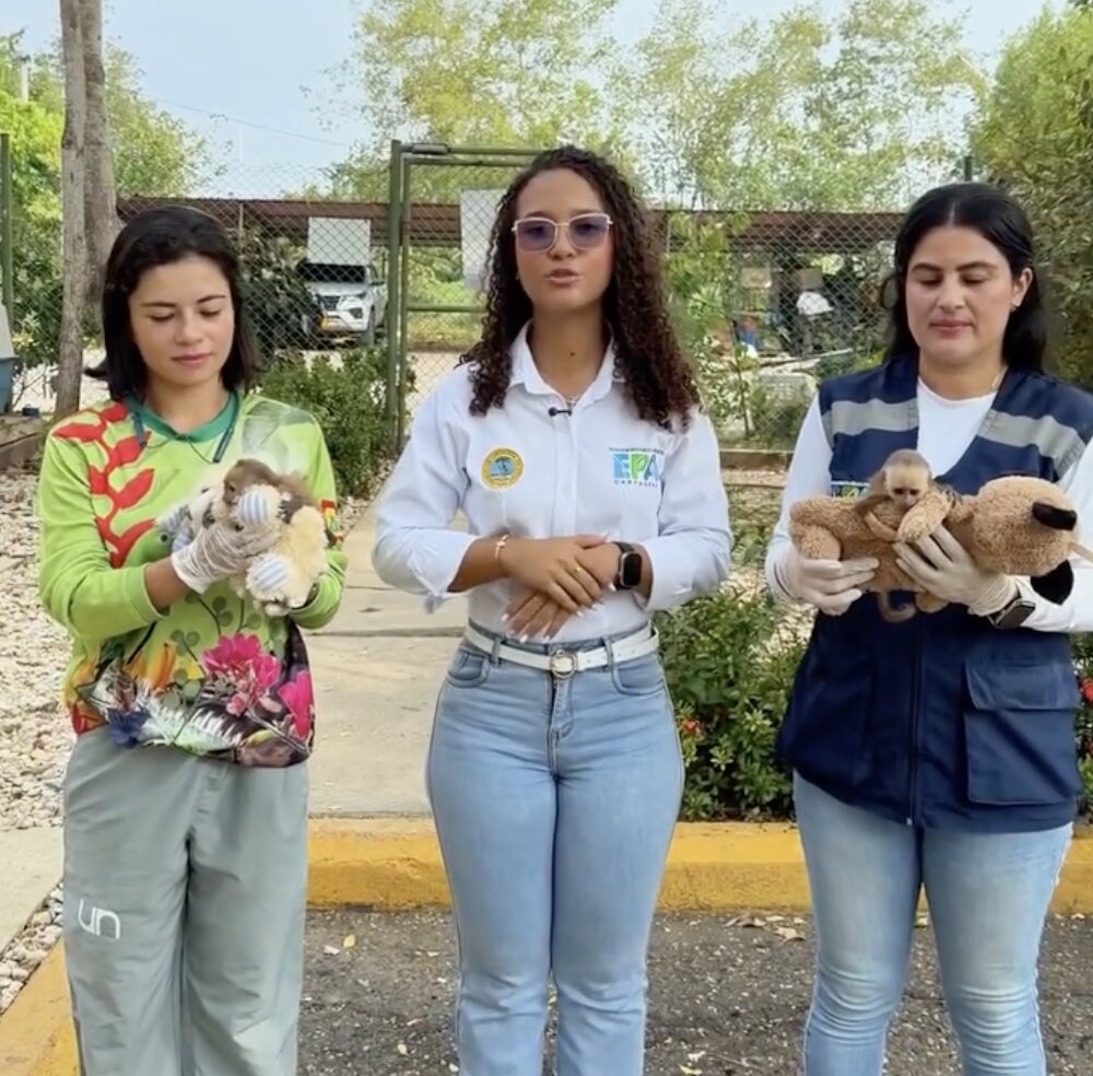 Couple allegedly stuffed 3 monkeys in their underwear in sick smuggling ...