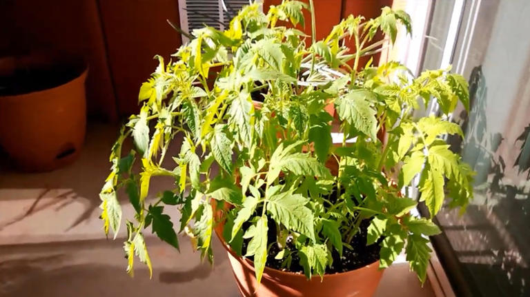 The fast-growing compact tomato you can plant in a pot that thrives in ...