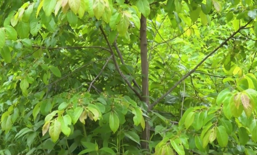 North St. Louis orchard becomes symbol of recovery after tornado
