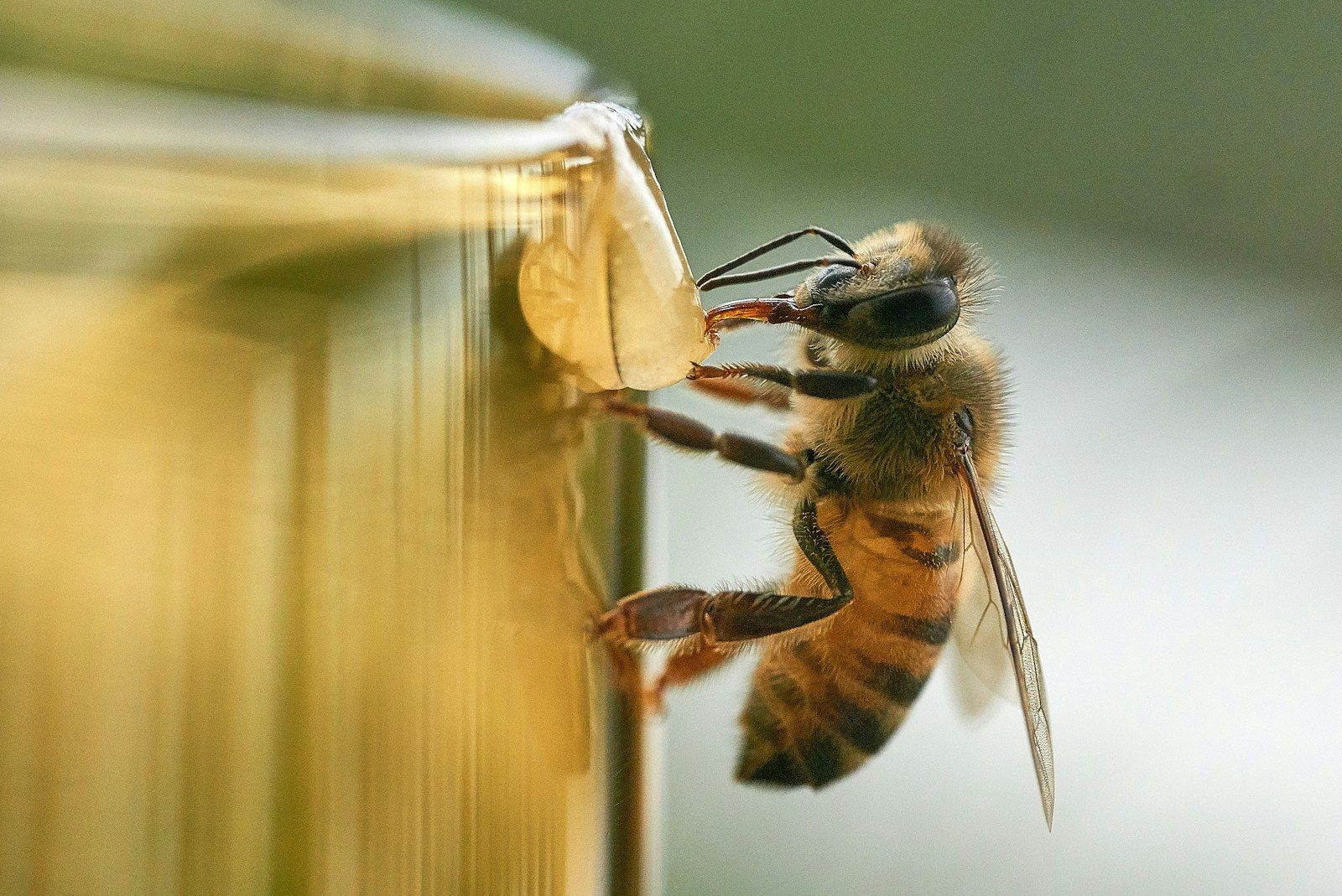 The danger of stealing honey from wild swarms