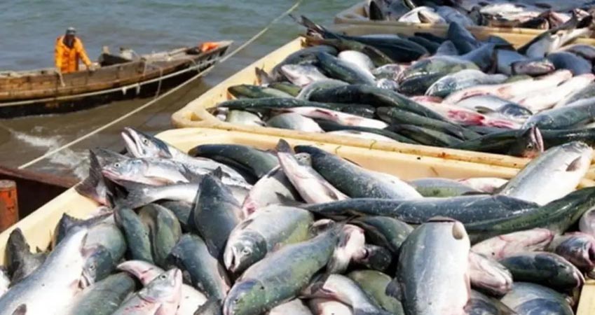 Seafood exports cross $500m milestone for first timePublished on: May ...