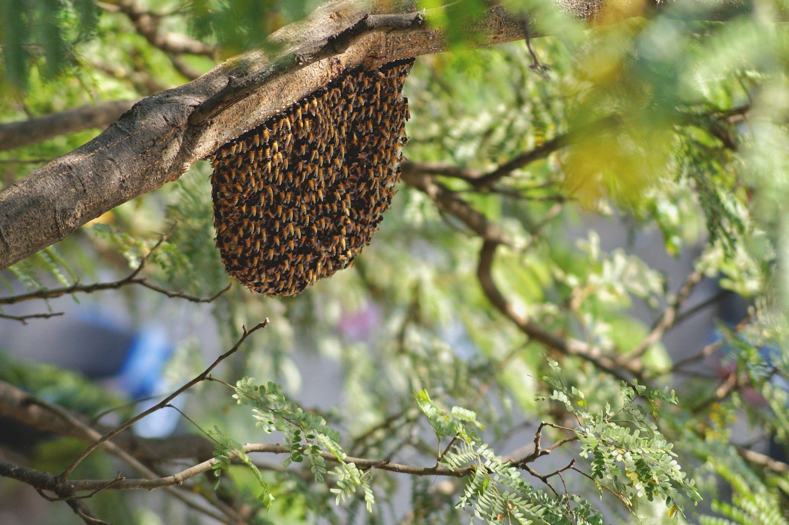 Why disturbing a wild bee hive can turn dangerous fast