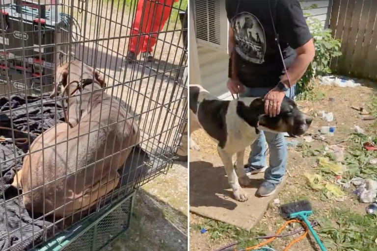 Nearly 100 dogs freed in hours-long rescue from cruel breeding farm
