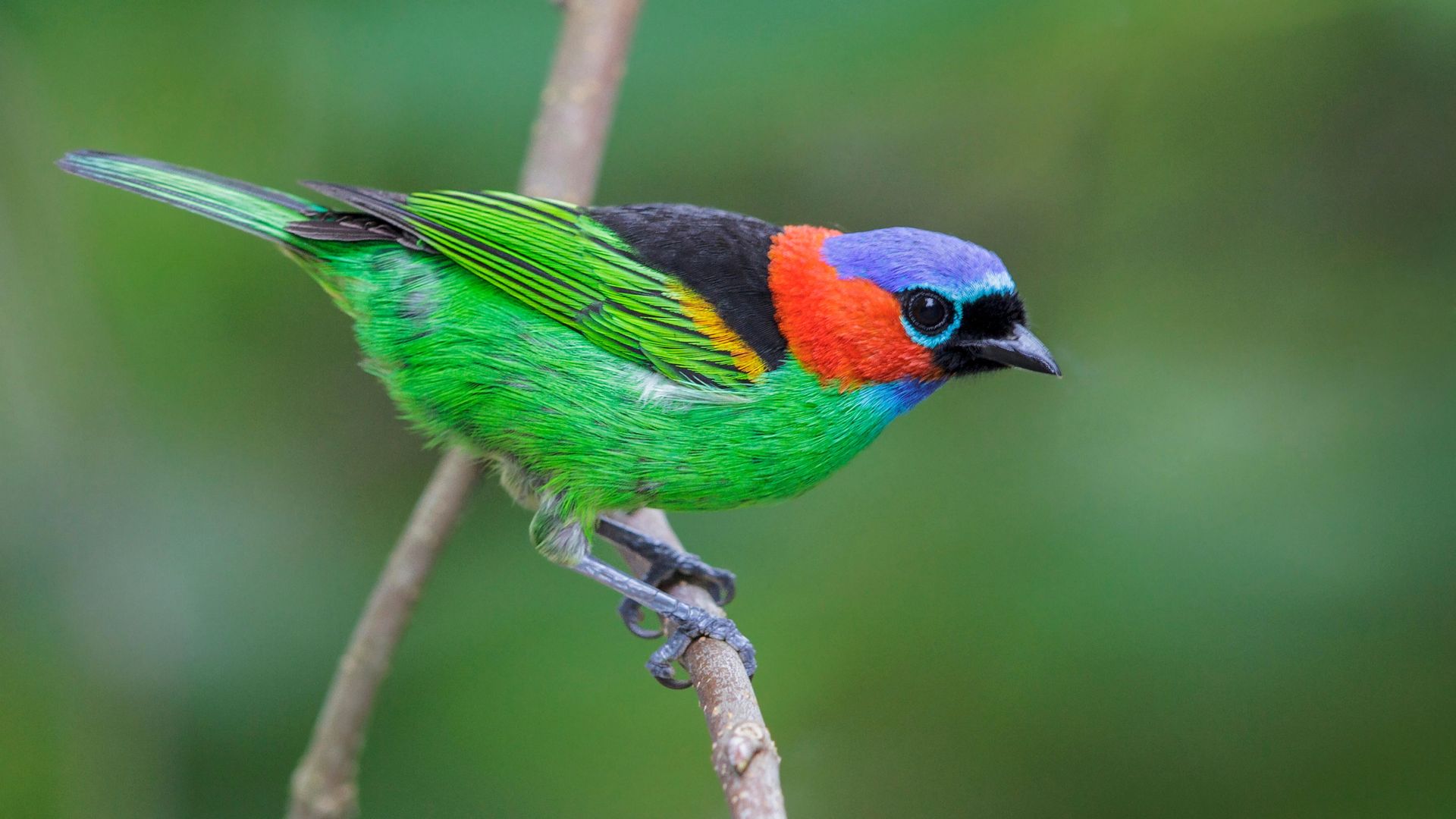 The most colorful birds on Earth