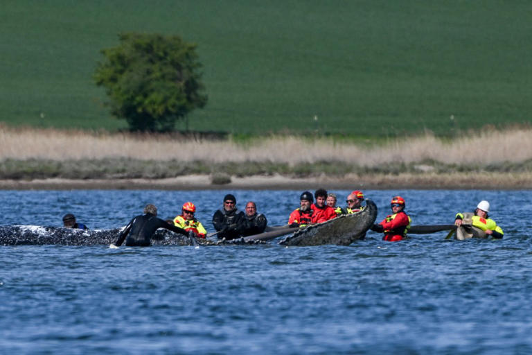 'Timmy' the humpback whale, subject of heroic rescue effort, found dead ...