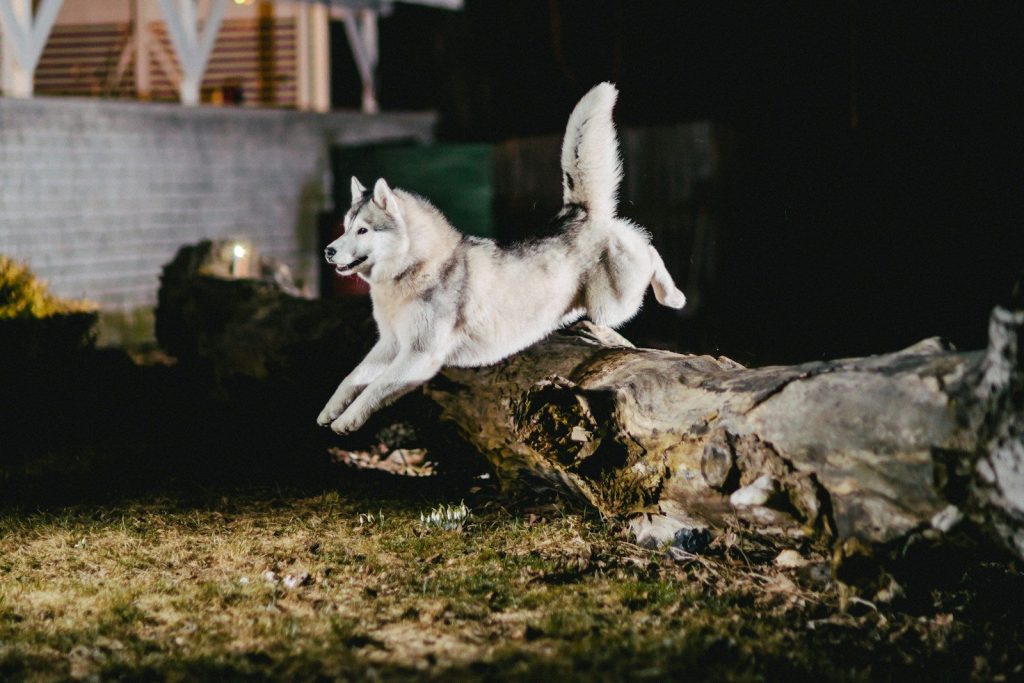 6 dog breeds that may not belong off-leash even when fully trained