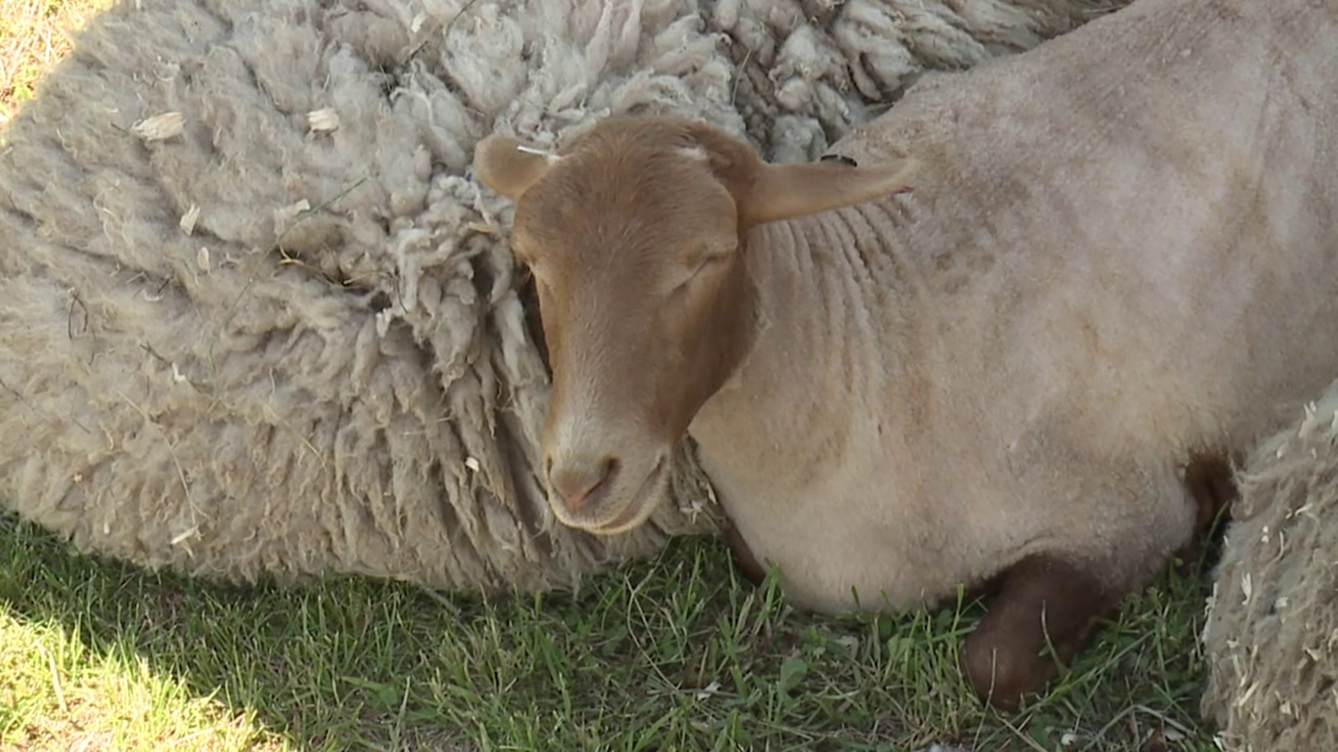 12th year of Central Pennsylvania Fiber Festival celebrated at Lycoming ...