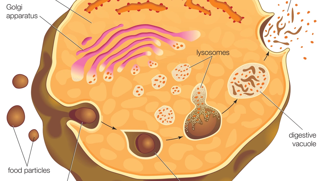 Mount Sinai team rejuvenates aging blood stem cells via lysosome control