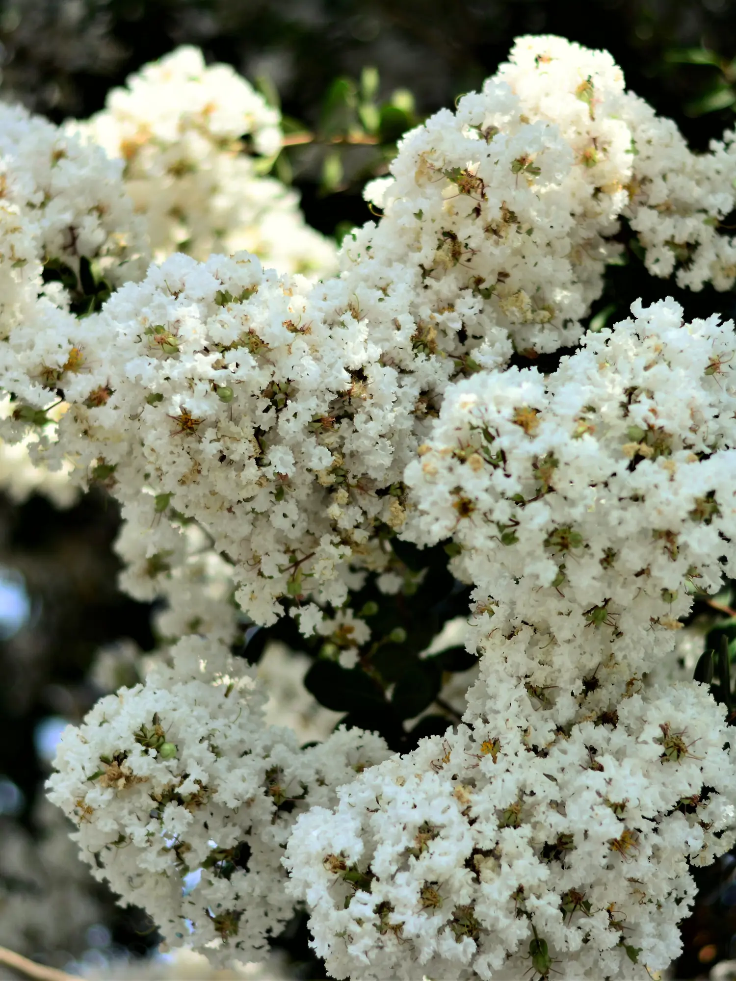 Arbustos de bajo mantenimiento para llenar de estilo y aromas tu terraza
