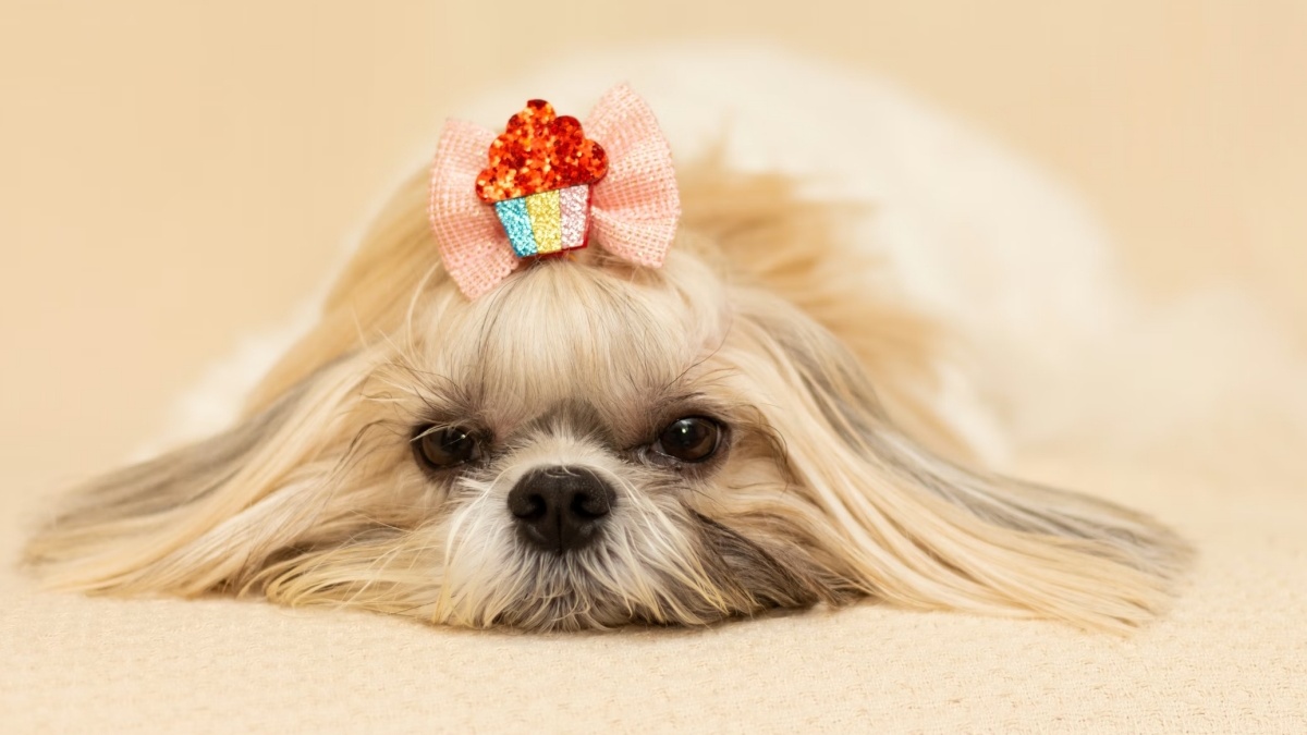 The 15 dog names that veterinarians hear over and over again