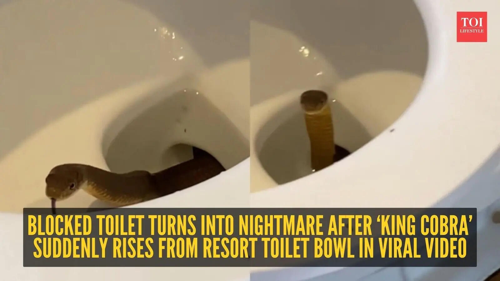 Toilet looked ‘blocked’ until a king cobra suddenly rose from inside ...