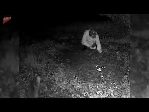 Fox sits close by man filming wildlife video