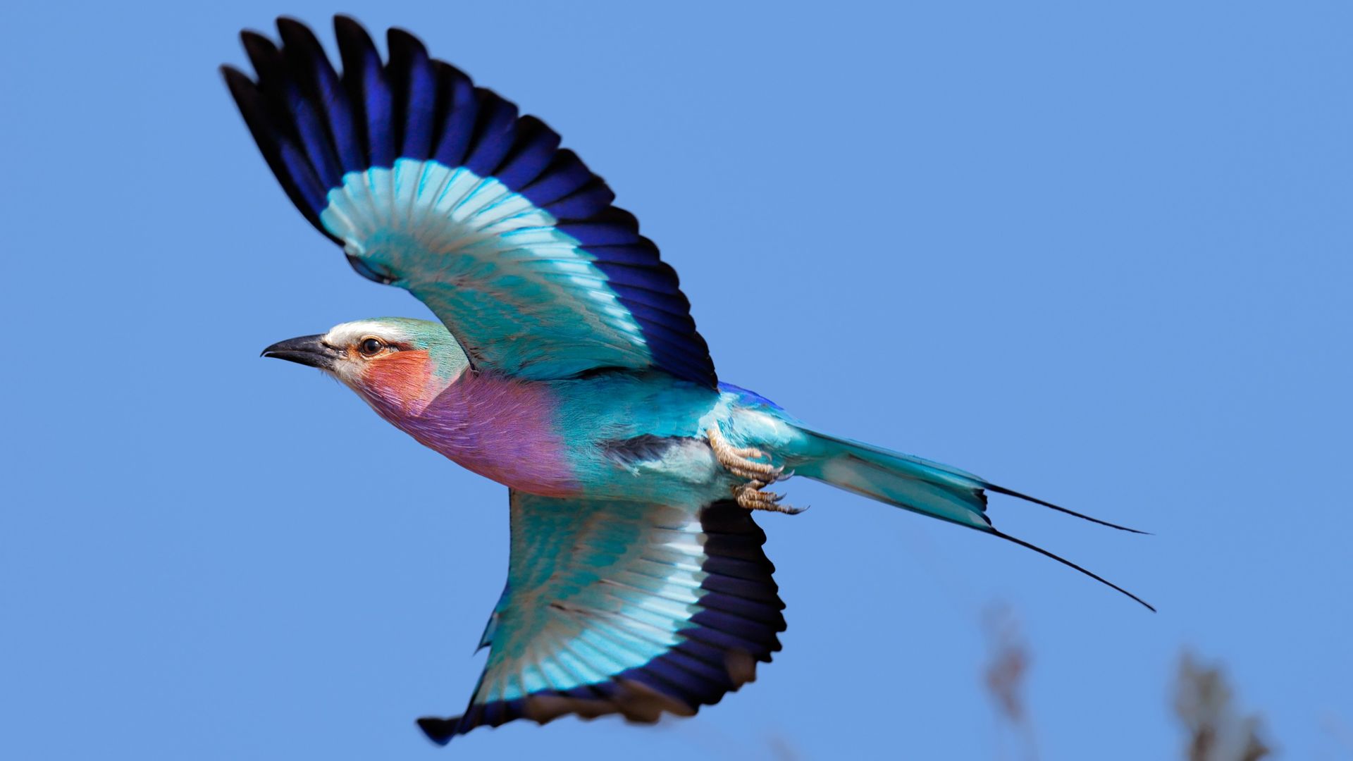 The most colorful birds on Earth