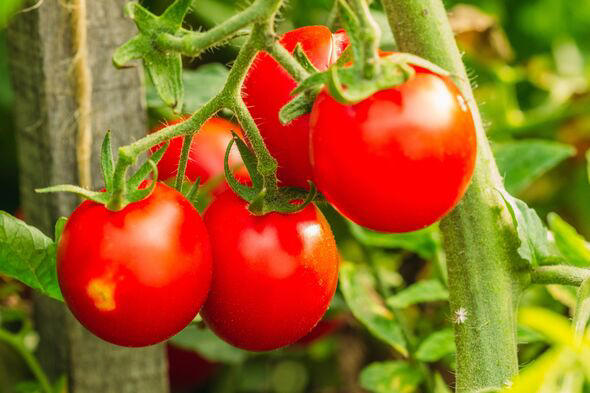 Tomato plants will grow fruit like crazy when fed 1 kitchen scrap ...