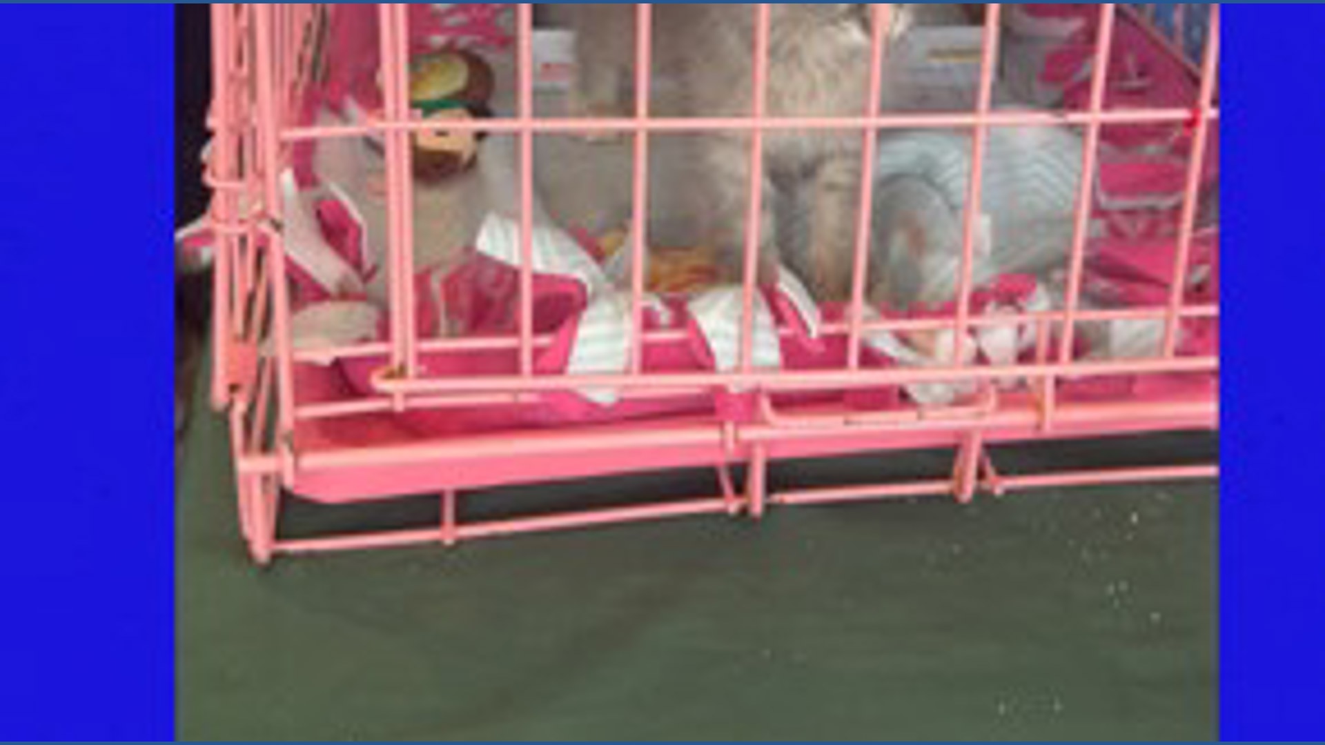 Pop-up cat cafe in San Antonio
