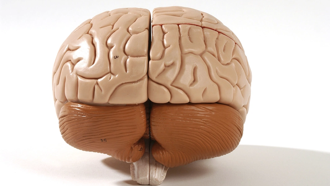 How your brain learns to fear and adapt