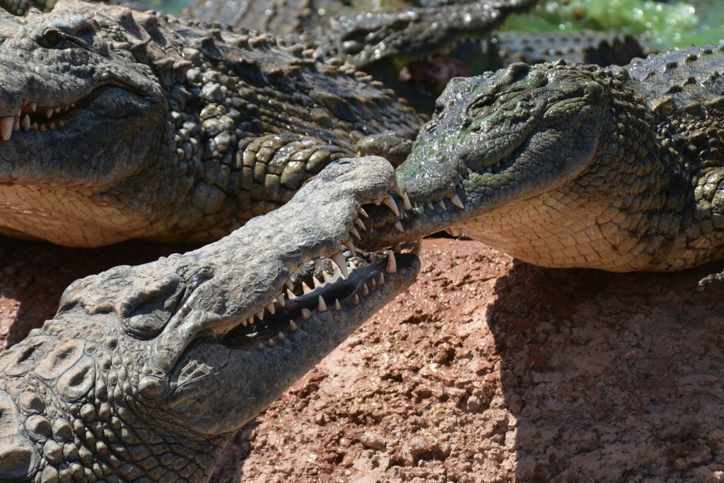5 animals capable of taking down a crocodile in the wild