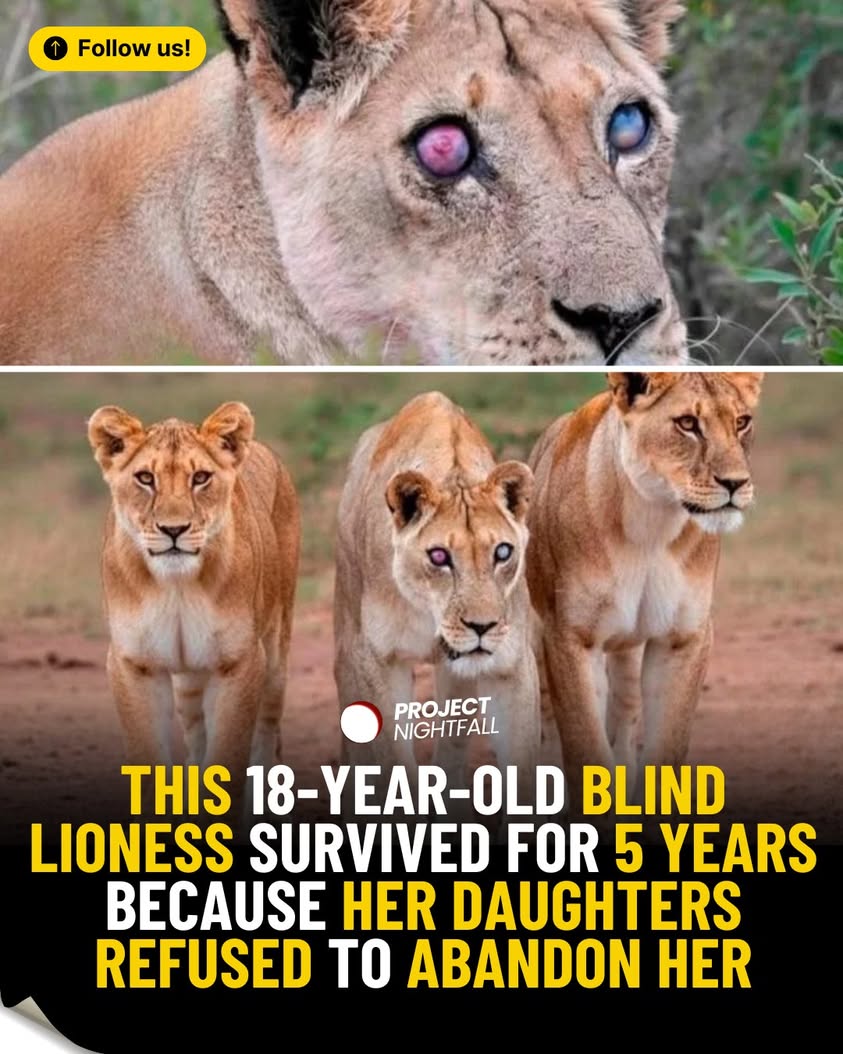 Blind lioness defies death! Daughters' fierce loyalty shocks the wild!