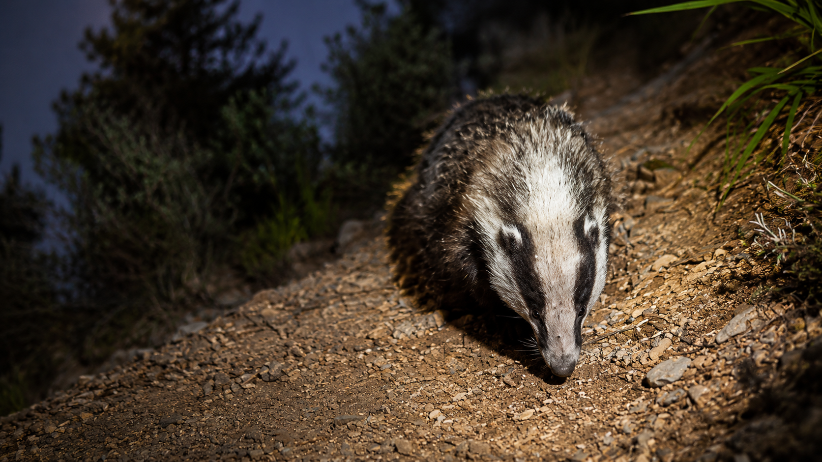 Athens mountains camera trap reveals a rare badger