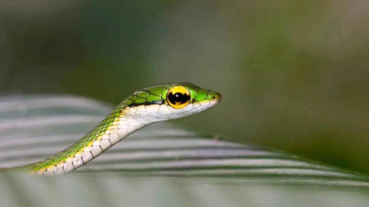 The balcony plants that secretly attract snakes, mosquitoes, and pests