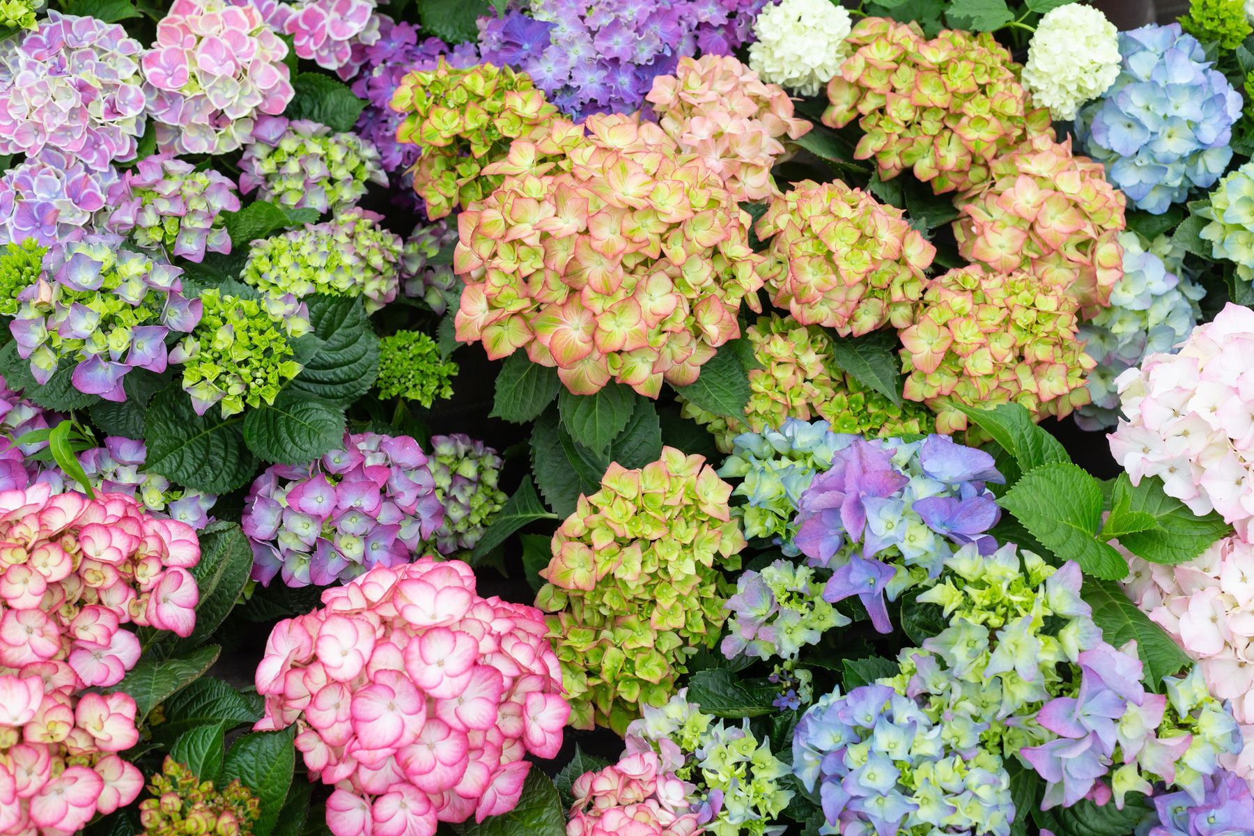 The world’s most beautiful flowers in pictures