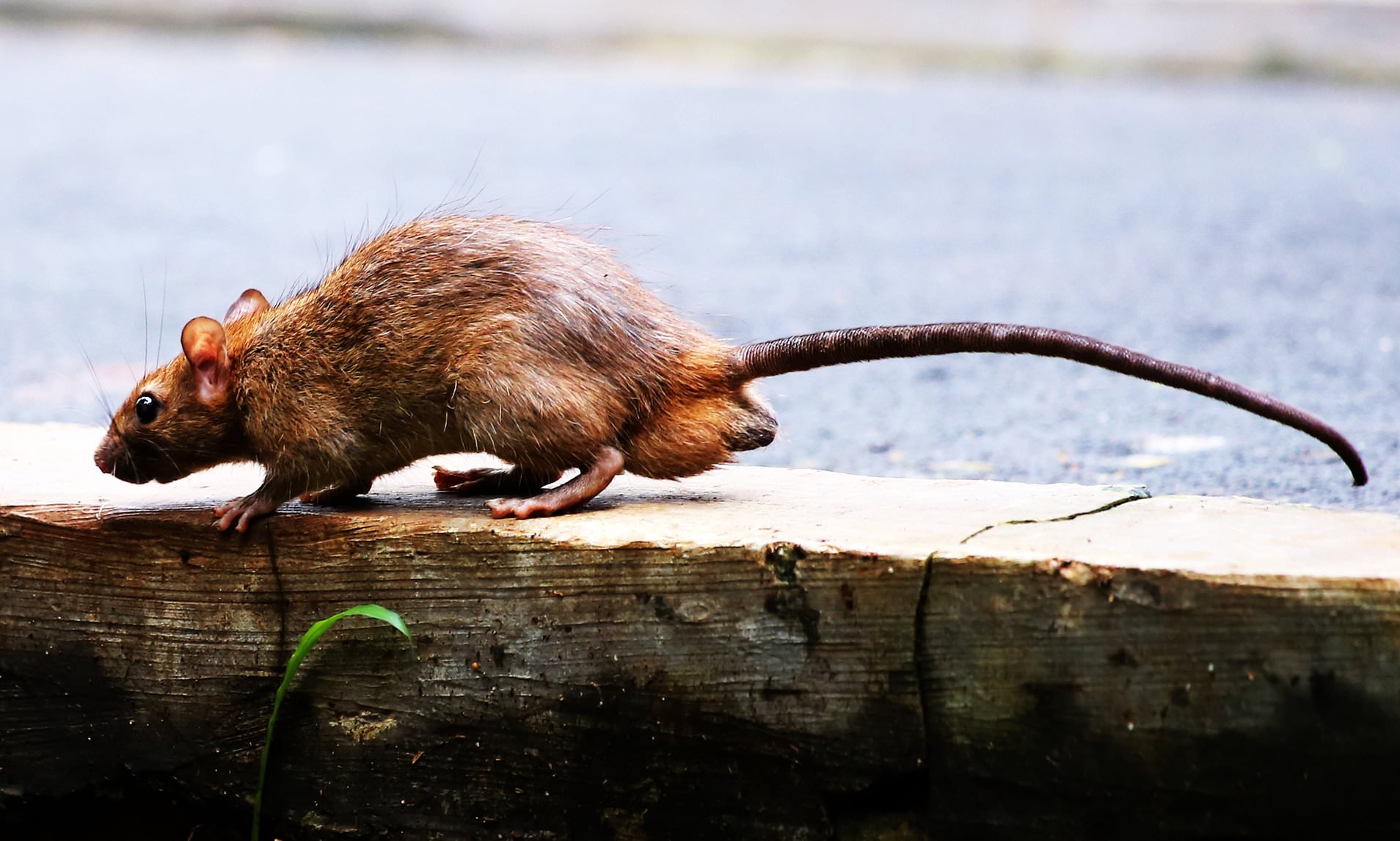Doctors say deadly rat virus could spread through Britain's sewers