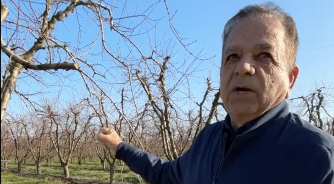 California farmer pained as he prepares to rip up 9-year-old peach ...