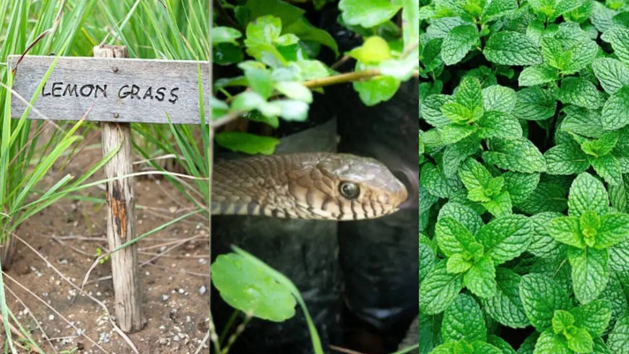 From lemongrass to tulsi: 7 plants that may help keep snakes away