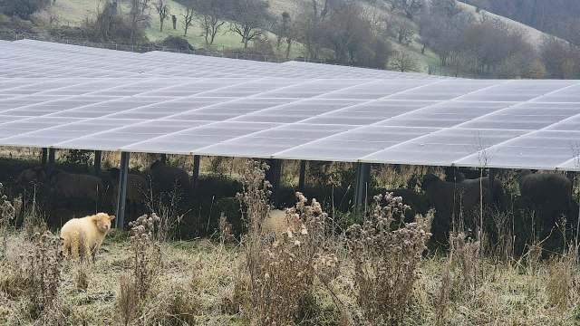 Tennessee solar farm switches to grazing mode so cattle can safely roam ...