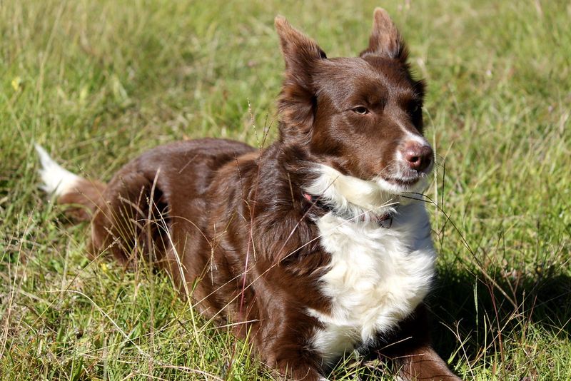 13 calm-looking dogs with instincts so sharp they can read a room instantly