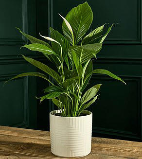 Houseplants are the NASA-approved hack for keeping your home cool ...