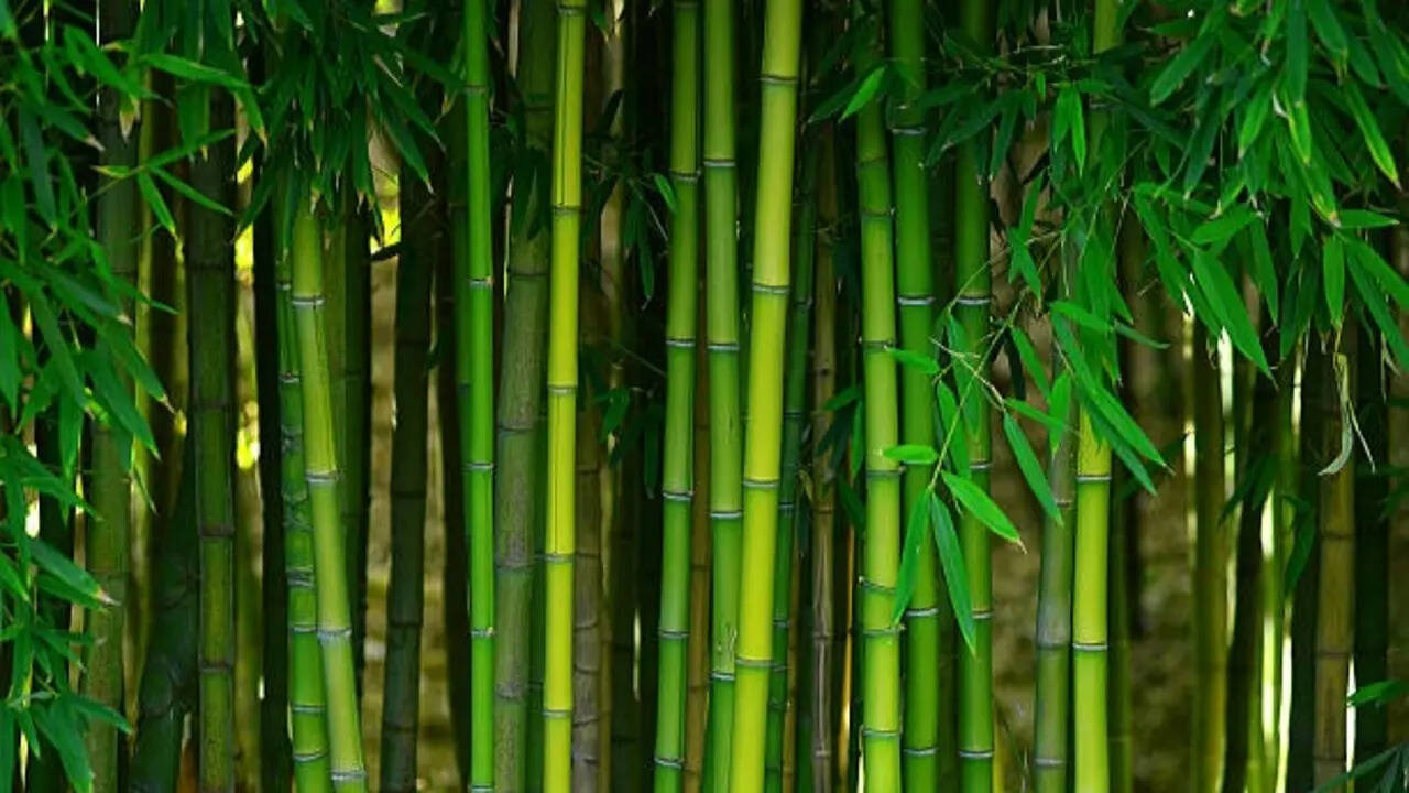 The balcony plants that secretly attract snakes, mosquitoes, and pests