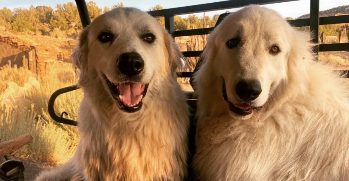 13 calm-looking dogs with instincts so sharp they can read a room instantly