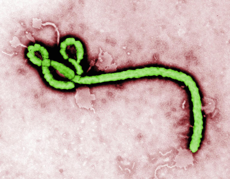 First line of defence against rare Ebola outbreak has collapsed