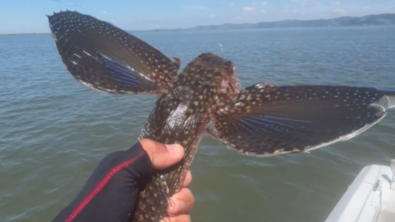 Strangest fish of the day gets a gentle send-off
