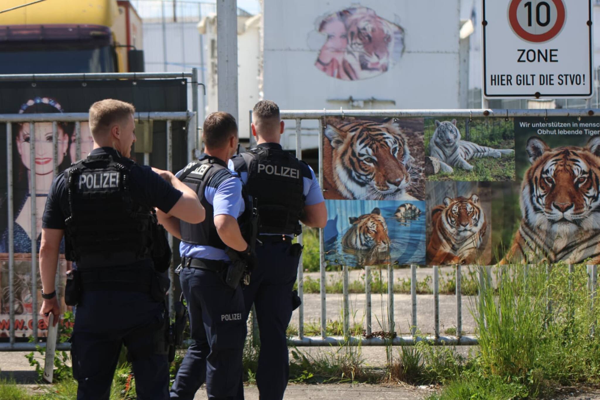 Tiger entkommt und wird erschossen - Mann schwer verletzt
