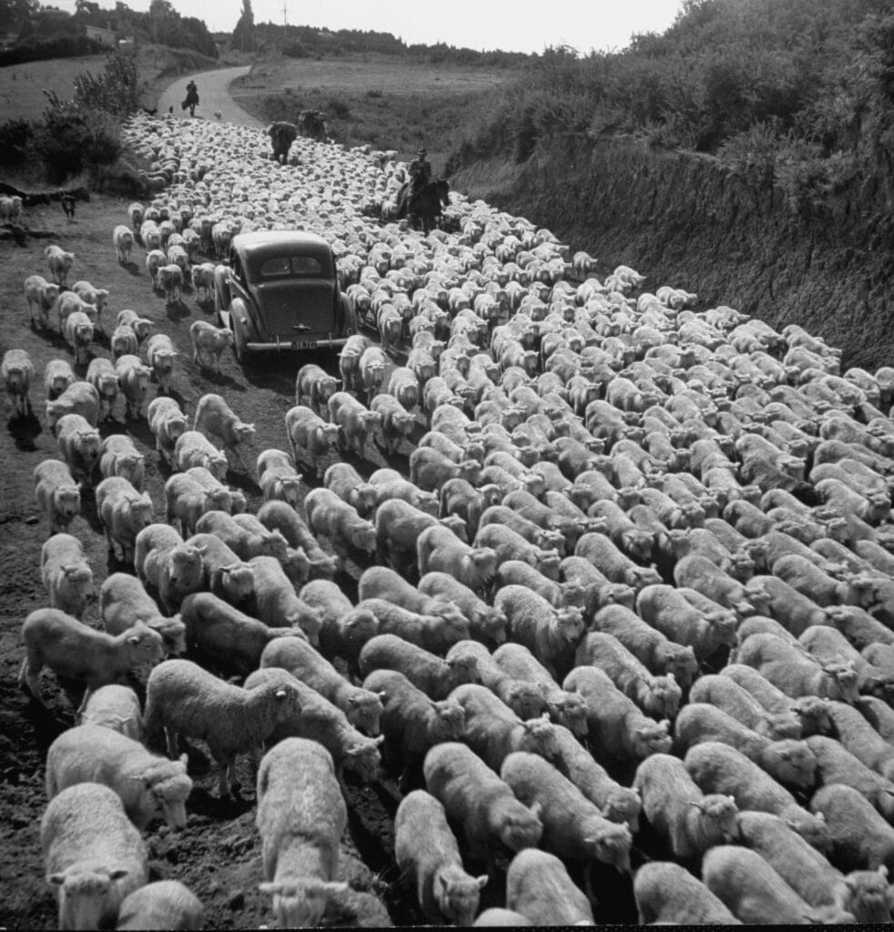 What life looked like in postwar New Zealand in 1946