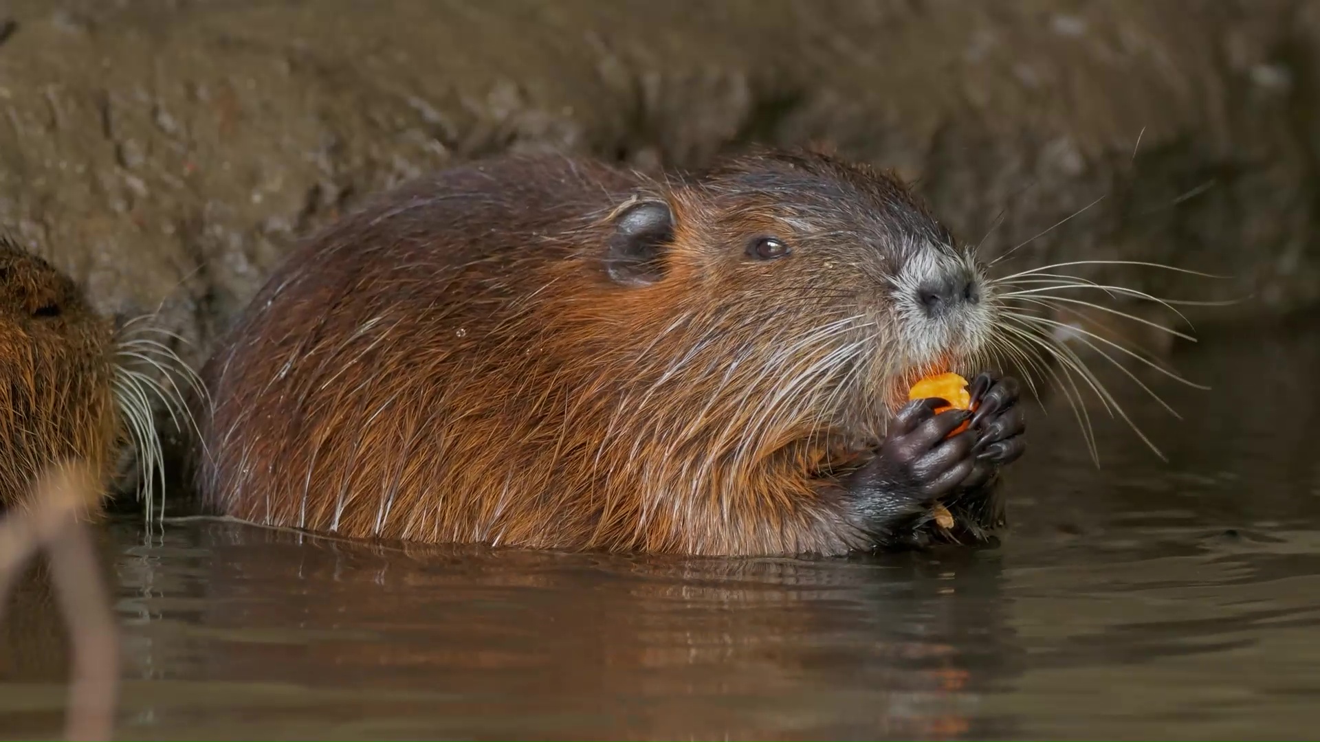 Nutria salvaje alimentándose junto al río