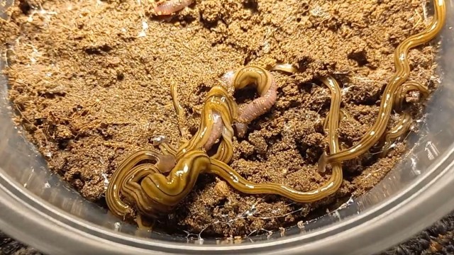 Skin-crawling video shows invasive hammerhead worms ganging up on lone ...