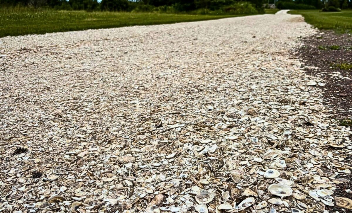 She started collecting oyster shells from restaurant kitchens every ...