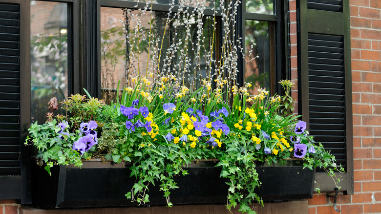 Top 7 flowers that won't thrive in your window box planters (& what to ...