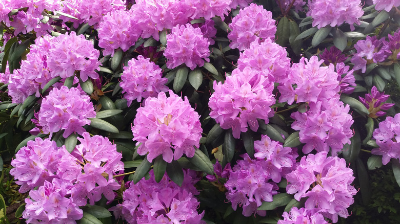 8 plants that need to be pruned in spring (and 7 that don't)