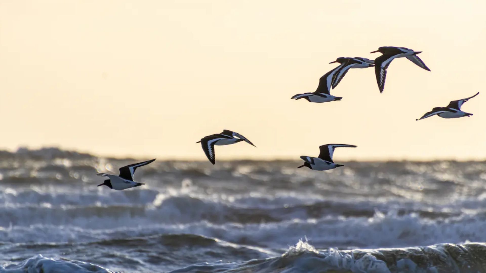 When animals know a storm is coming: 20 subtle signals nature sends ...