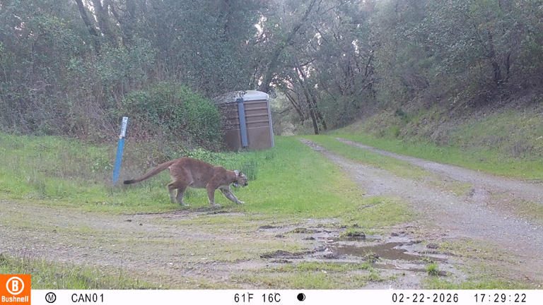 Light pollution reshapes predator-prey dynamics at California’s urban ...