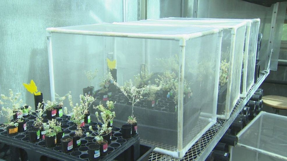 Boise State scientist helps identify endangered plants at highest risk ...