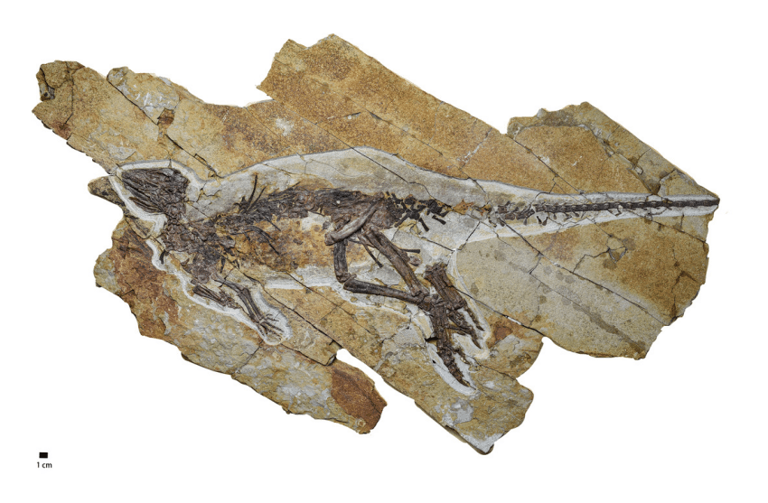 Forget the roars: This exceptional fossil reveals dinosaurs ...