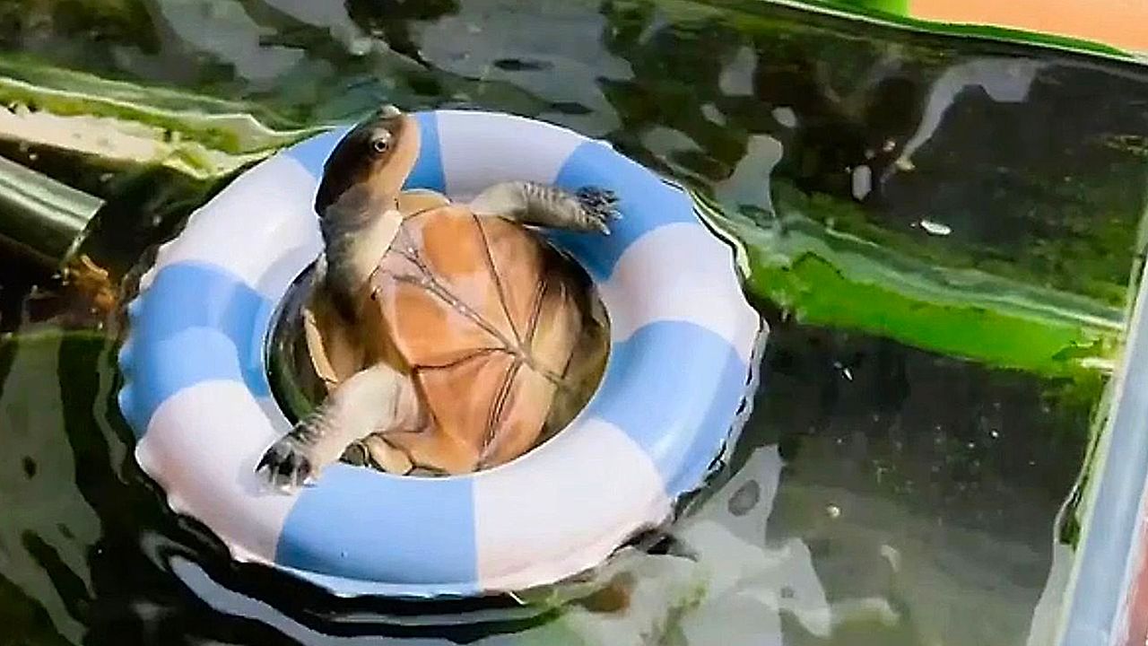 Pure relaxation: Water turtle throws its own pool party