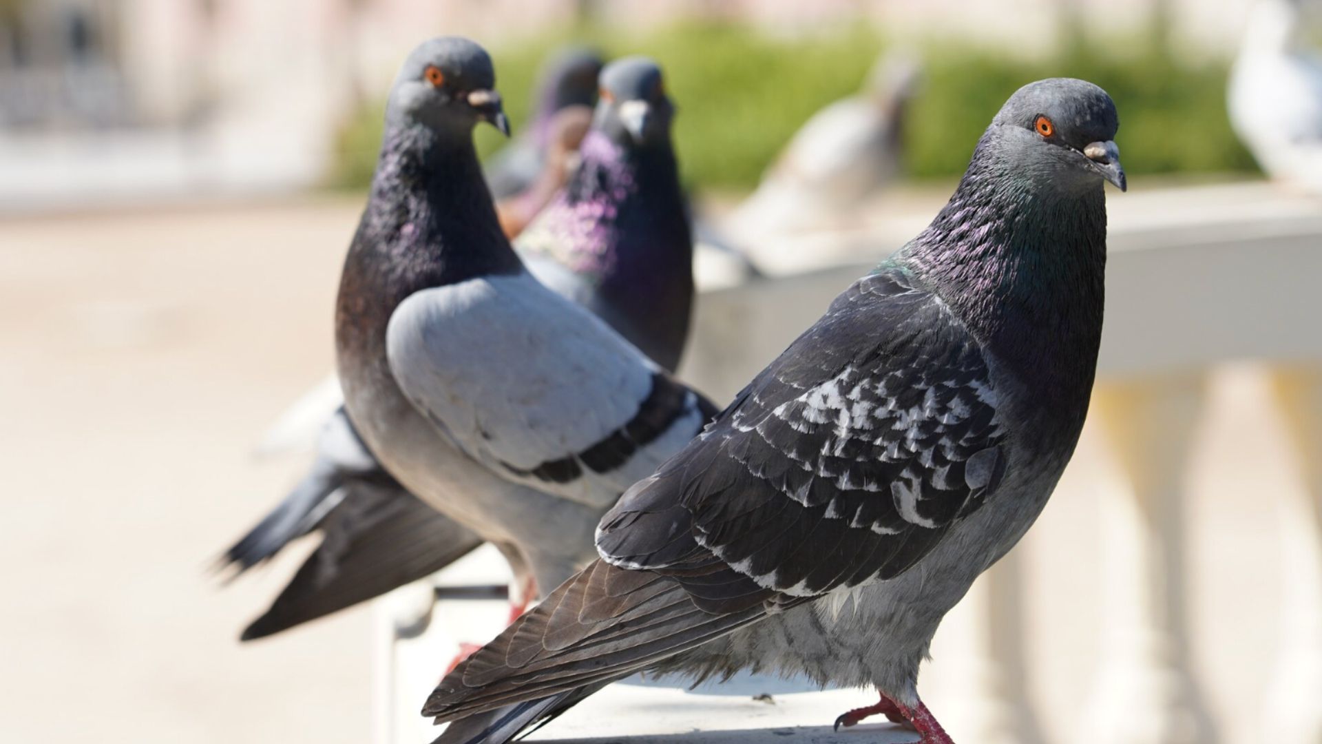 Another bird feeding arrest: A 67-year-old woman caught for repeatedly ...