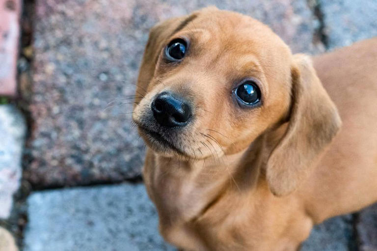 Dog owners urged to do 5-second check ahead of Spring Bank Holiday